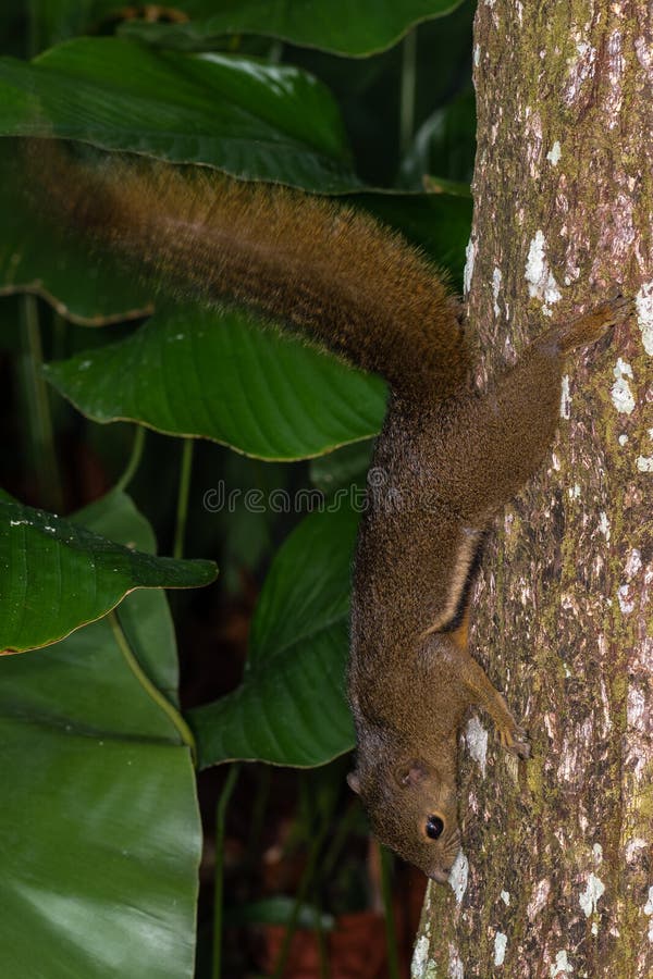 Slender Squirrel stock photo. Image of squirrel, tree - 188910056