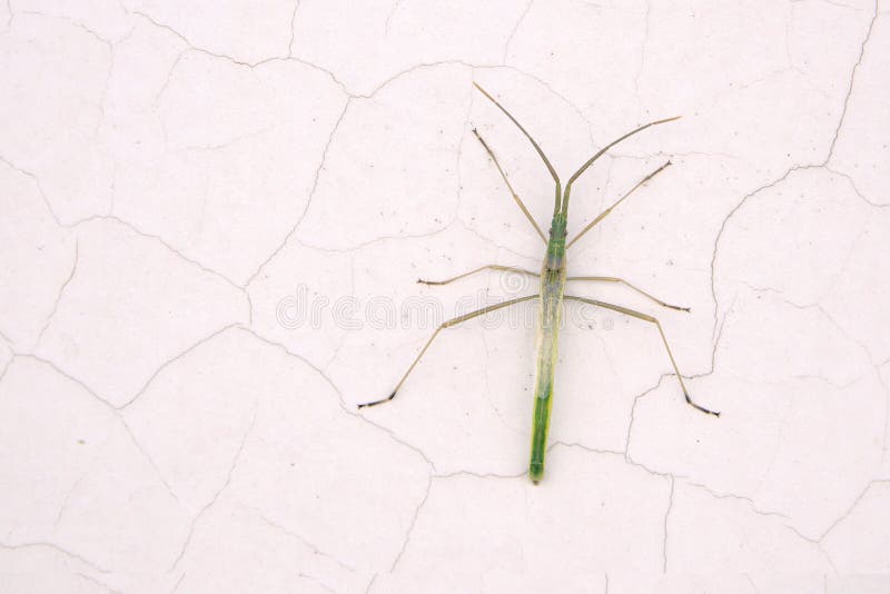 Slender stinkbug stock photo. Image of stink, insect - 251287856