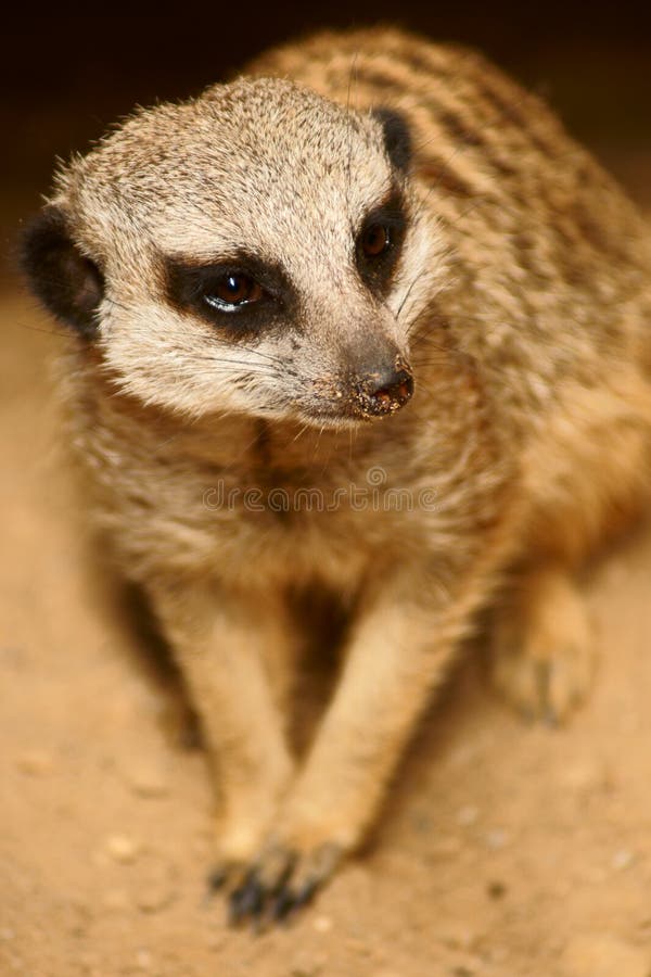 Slender-tailed Meercat stock photo. Image of friend, mongoose - 11116600