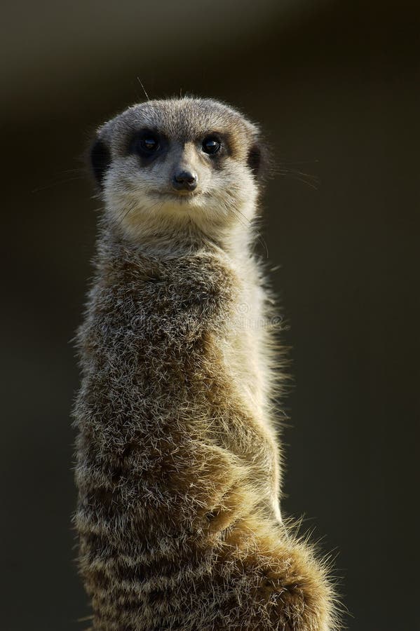 Slender-tailed Meerkat (Suricata Suricatta) Stock Photo - Image of ...