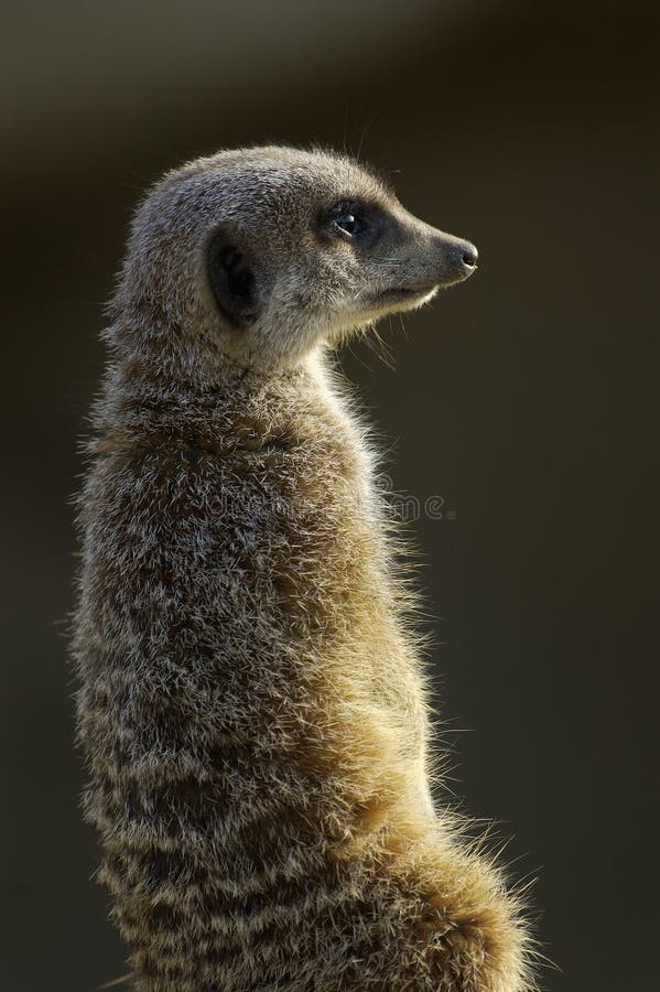 Slender-tailed Meerkat stock photo. Image of carnivor - 17033420