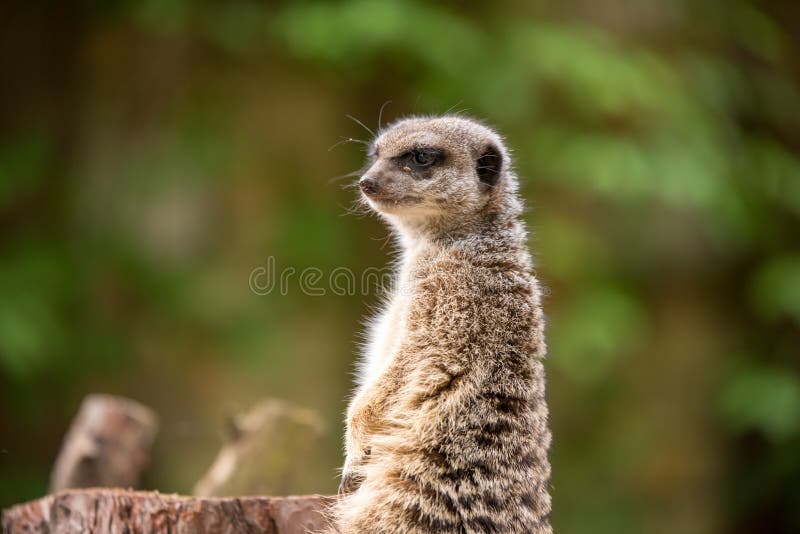 Slender Tailed Meerkat Close Up Stock Image - Image of cute, adorable: 396428441
