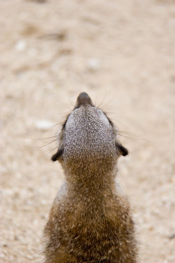Meerkat in hole stock photo. Image of wild, meerkat, hide - 1589000