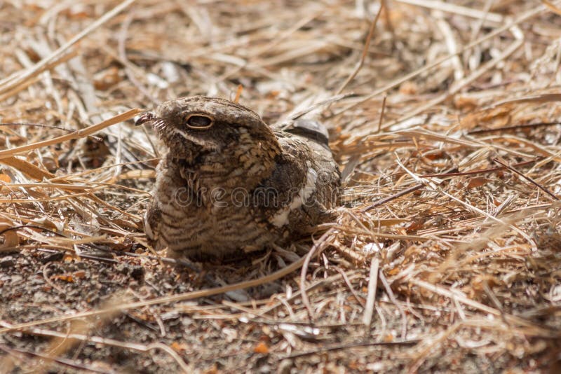 Slender-tailed Nightjar stock image. Image of clarus - 29438855