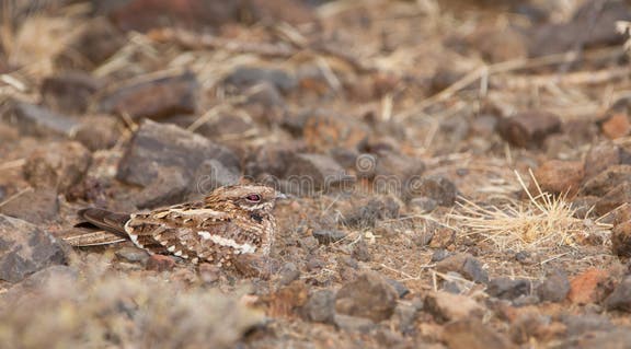 Slender-tailed Nightjar on the Ground Stock Image - Image of habitat ...