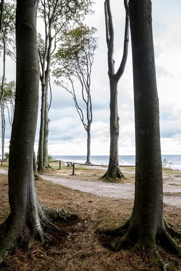 Slender Tall Beech Trees at the Seaside, Vertica Stock Photo - Image of ...