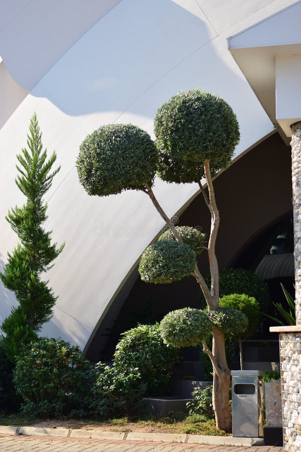 A Tree with an Interesting Crown in the Form of Balls. Stock Image ...