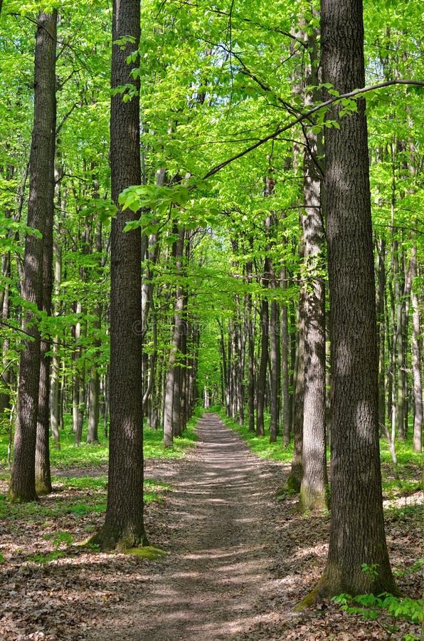 Slender Trees in Young Forest Green in Summer Stock Photo - Image of ...