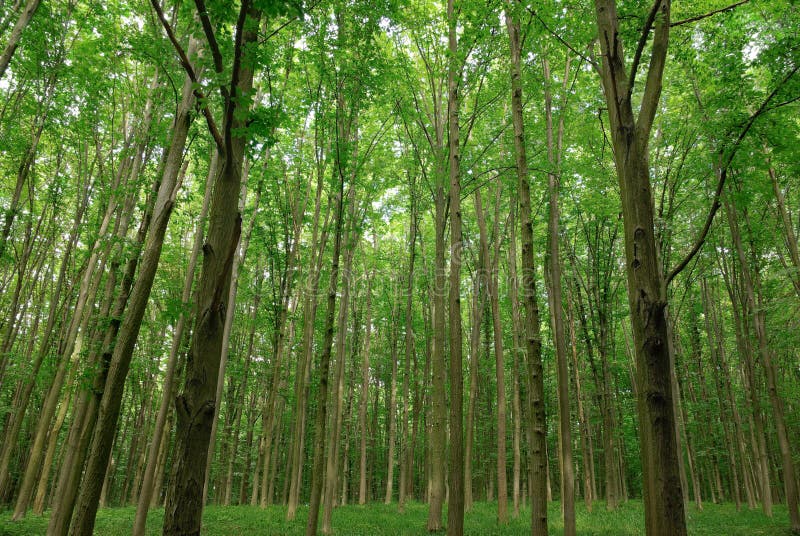 Slender Trees in Young Forest Green in Summer. Stock Image - Image of ...