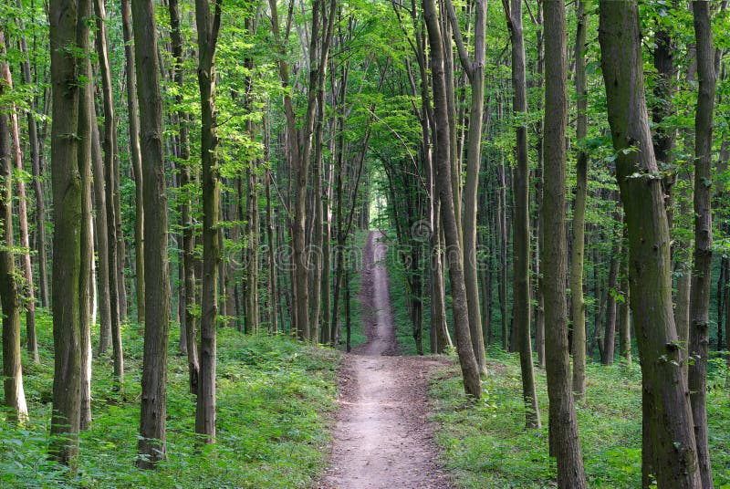 Slender Trees in Young Forest Green in Summer. Stock Image - Image of ...