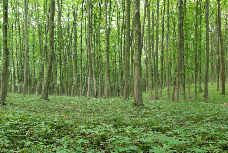 Slender Trees in Young Forest Green in Summer Stock Photo - Image of ...