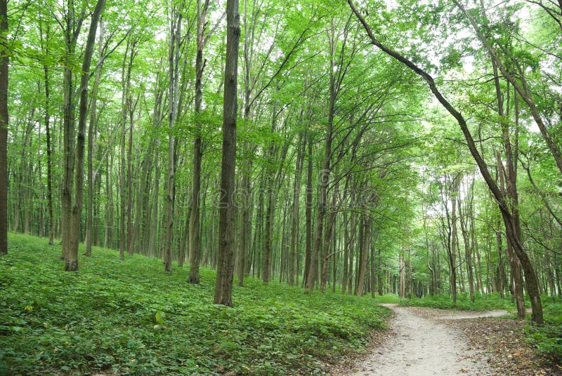 Slender Trees in Young Forest Green in Summer Stock Photo - Image of ...