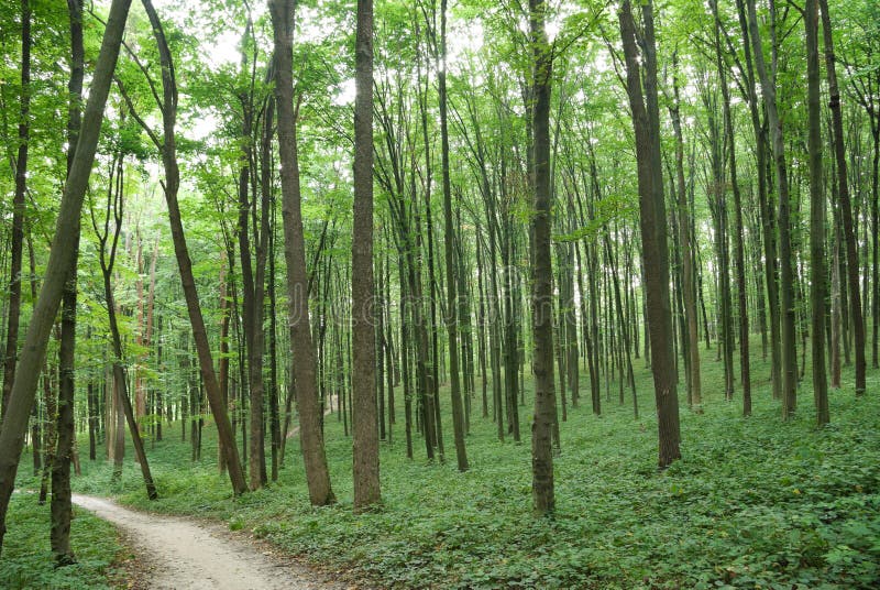 Slender Trees in Young Forest Green in Summer Stock Photo - Image of ...