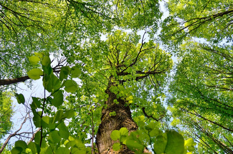 Slender Trees in Young Forest Green in Summer Stock Image - Image of ...