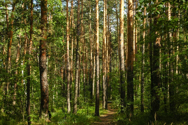 Slender Trunks of Pine Trees Illuminated by Sunlight in a Green ...