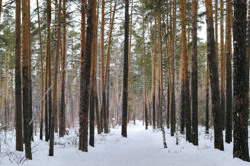 Slender Trunks of Pine Trees in the Winter Forest Stock Photo - Image ...