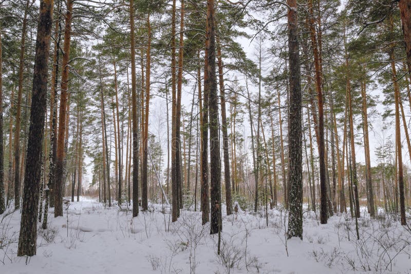 Slender Trunks of Pine Trees in the Winter Forest Stock Photo - Image ...