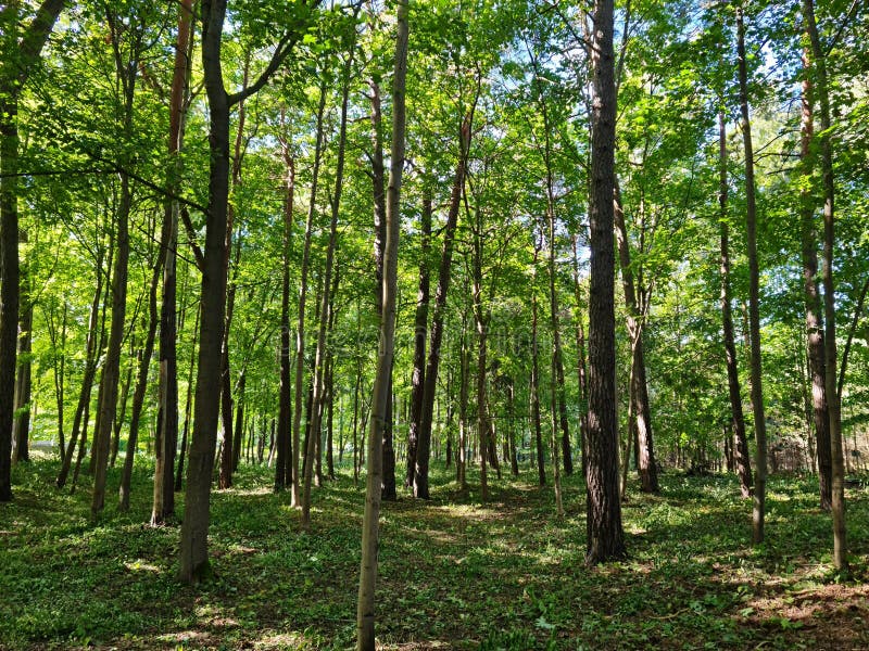 Slender Trunks of Young Trees in a Small Forest on the Coast of the Sea ...