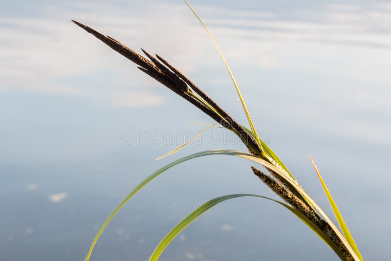 Slender Tufted-sedge Cares Acuta Spikes Stock Photo - Image of flowers ...