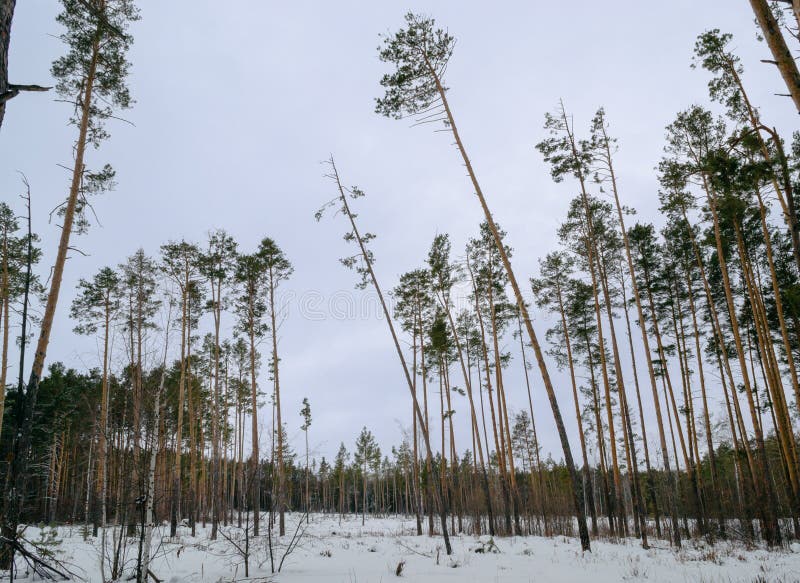 A Tall, Slender Tree with a Twisted Trunk and Branches that are Blowing ...
