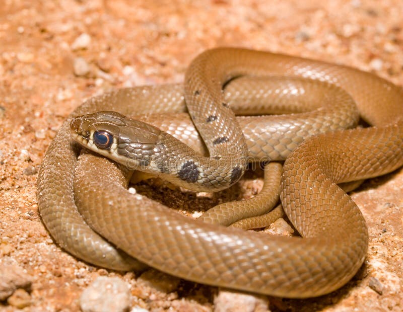Slender Whip Snake Platyceps Najadum Imagen de archivo - Imagen de ...