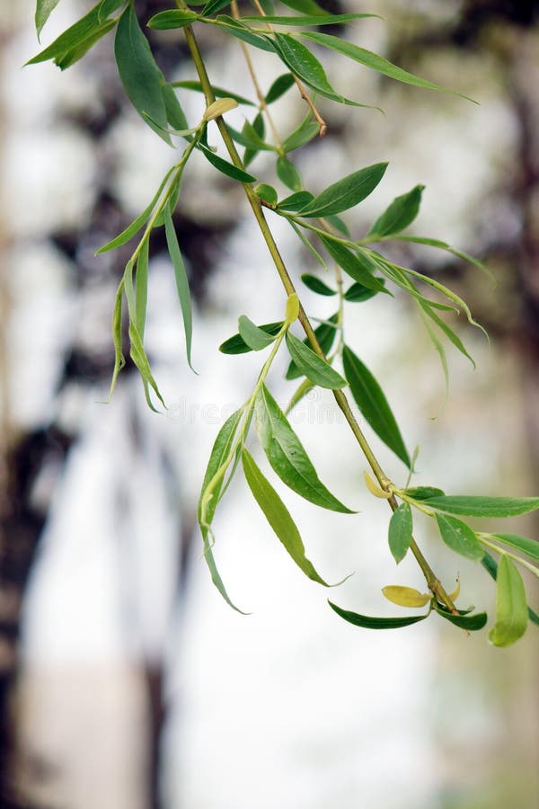 Close-up Shot of Willow Branches in April. Stock Image - Image of ...