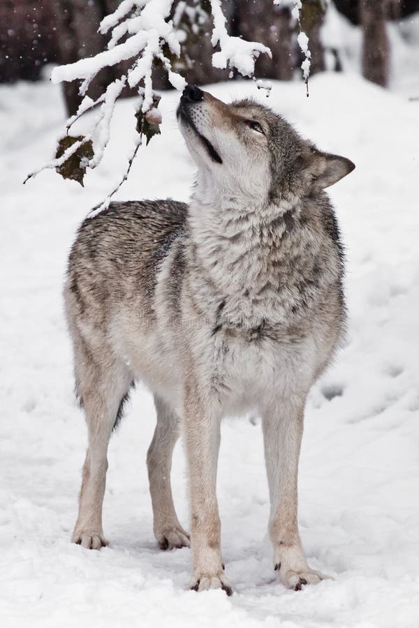 A Slender Wolf Female Wolf Sniffs a Graceful Twig of a Tree in a Winter ...