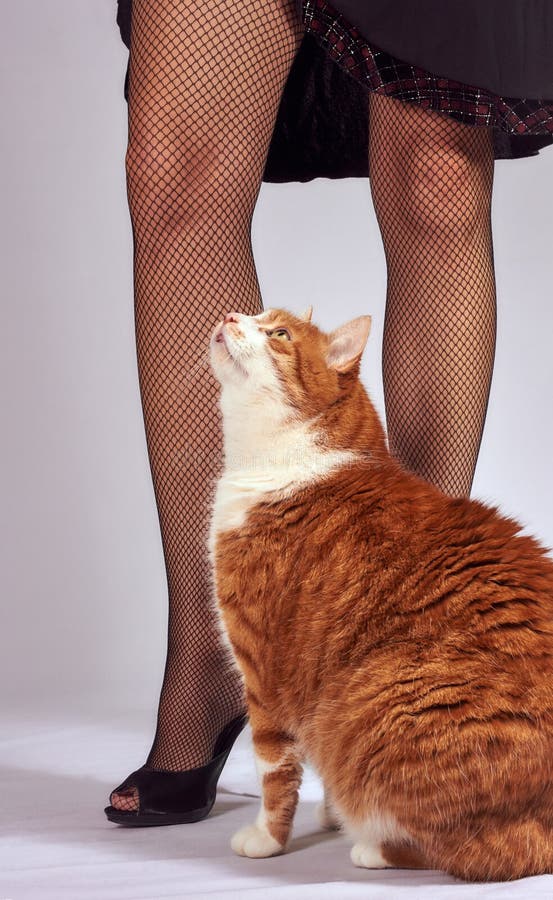 Slender Woman Legs and Ginger Cat Stock Photo - Image of adult, tail ...