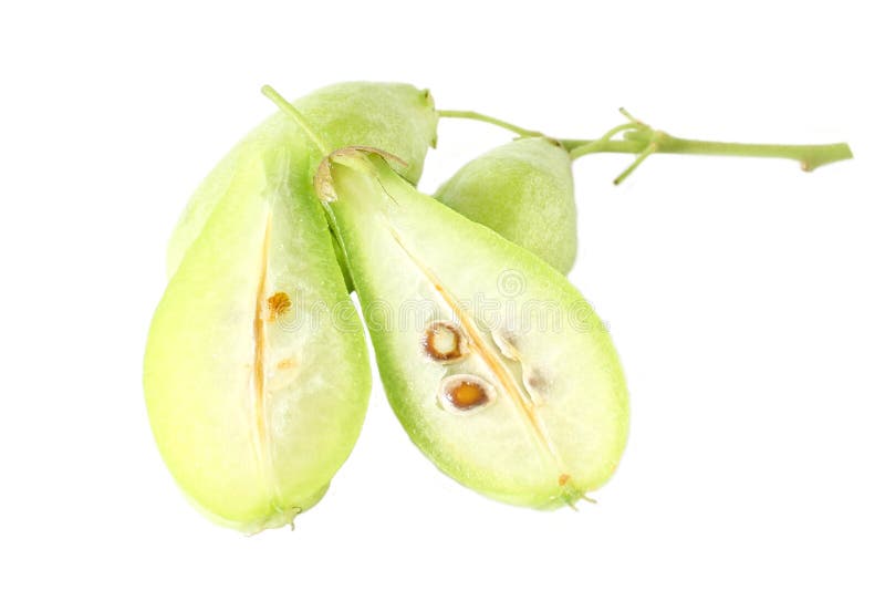 Bilimbi Fruit on tree stock image. Image of climate, plant - 22357273