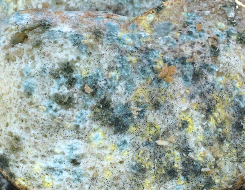 Slice of Bread Covered with Mold Stock Image - Image of organism ...