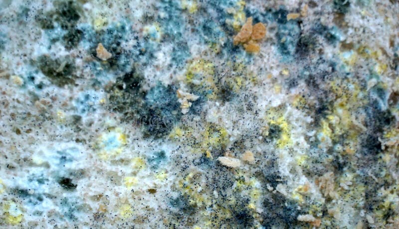 Slice of Bread Covered with Mold Stock Image - Image of black, moldy ...