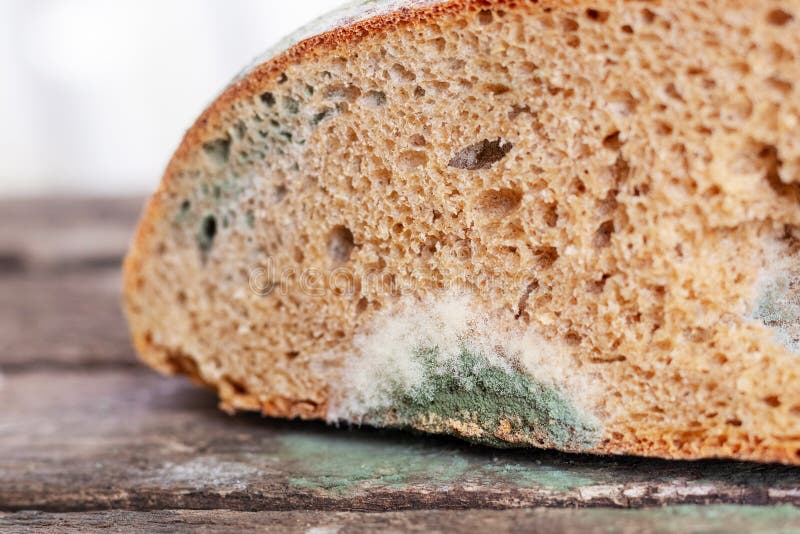 A Slice of Bread Covered with Mold on a Wooden Surface Stock Photo ...