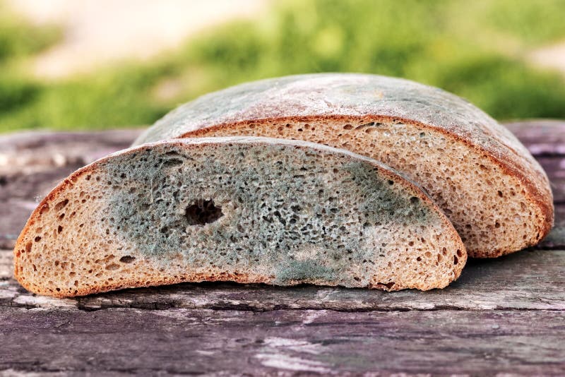 A Slice Of Bread Covered With Mold On A Wooden Surface Stock Image ...