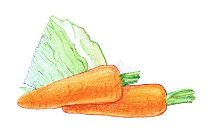 A Slice Of Cabbage And Two Carrots. Graphic Drawing With Colored ...