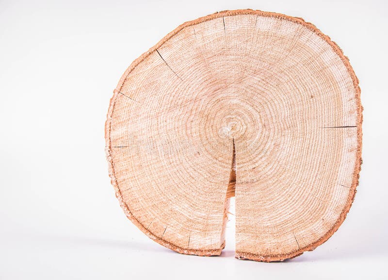 Slice of fresh oak wood stock image. Image of wooden - 178602807