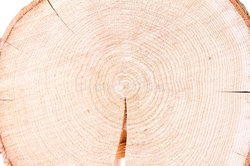 Slice of fresh oak wood stock photo. Image of material - 181522004