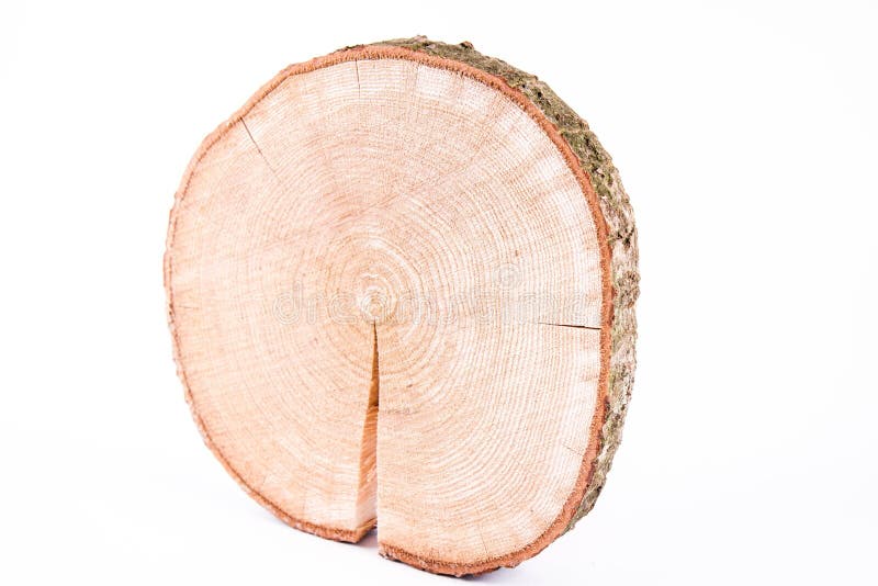Slice of fresh oak wood stock image. Image of flora - 181522025