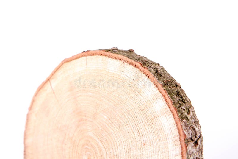 Slice of fresh oak wood stock image. Image of isolated - 181522059