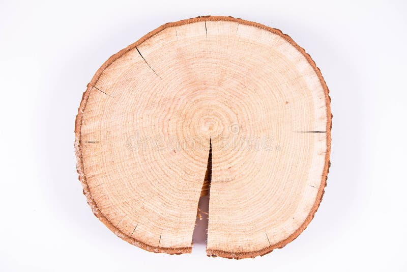 Slice of fresh oak wood stock photo. Image of flora - 181521976