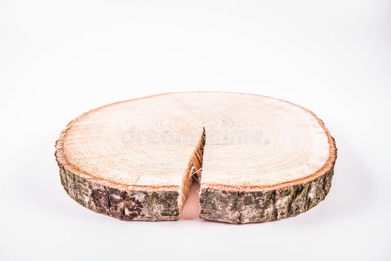 Slice of fresh oak wood stock image. Image of botany - 181521993