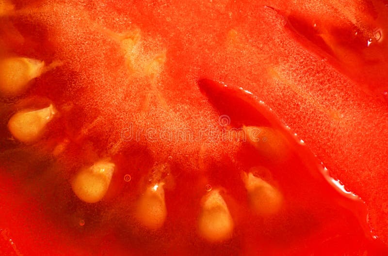 Slice of Fresh Tomato, Pulp Structure Visible Under 1.5x Magnification ...