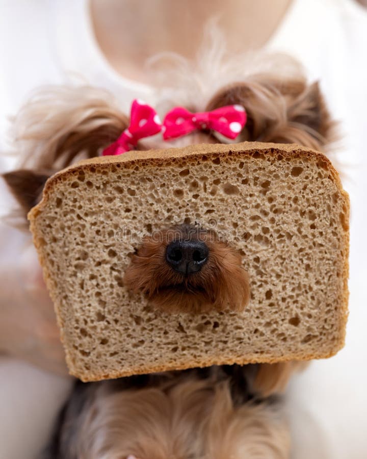 A Slice of Gray Bread is Worn on the Nose of Yorkshire Terrier with a ...