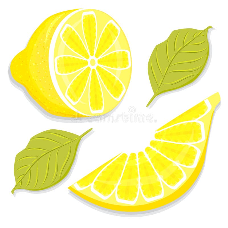 Slice and Half of Lemon Vector Stock Vector - Illustration of natural ...