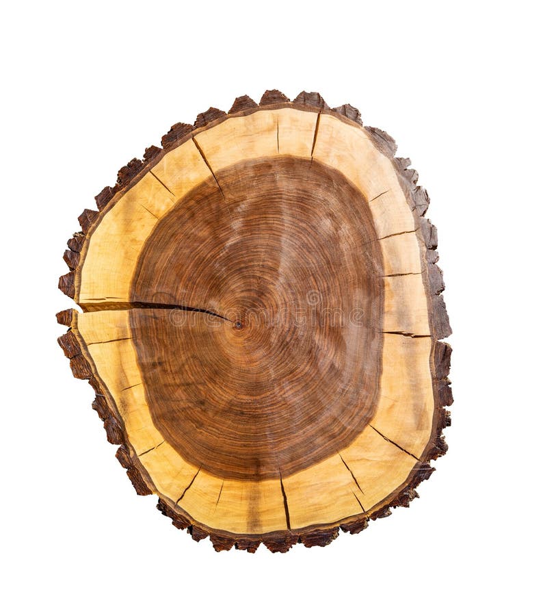 Slice of a Large Thick Tree with Annual Rings and Cracks Isolated on ...