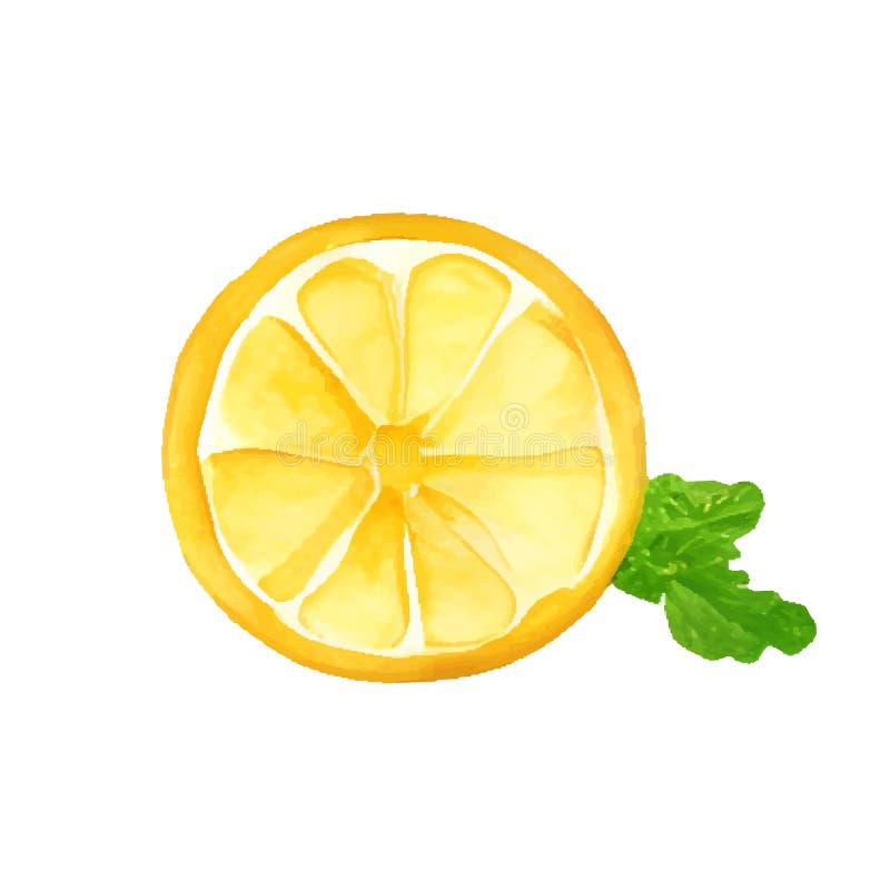 Slice of Lemon and Mint Leaf, Watercolor Vector Illustration Stock ...