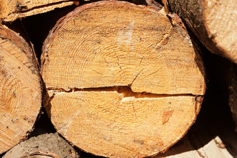 Slice the Log with a Horizontal Crack. Stock Photo - Image of spills ...