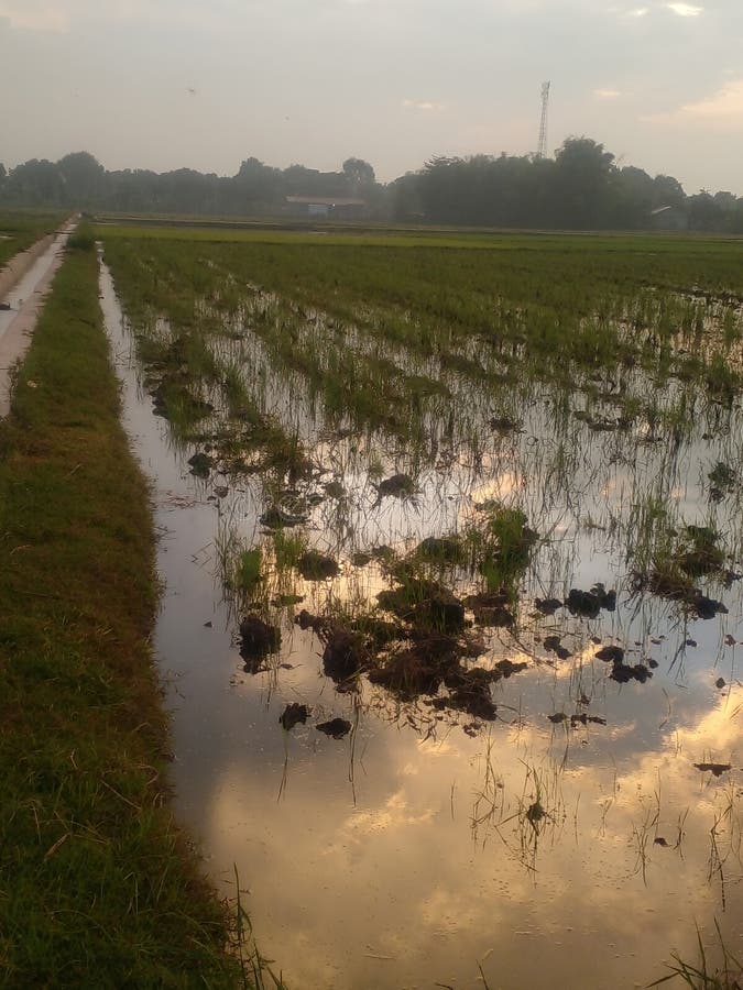 The Slice Nature of Beautiful Green Field Stock Photo - Image of field ...