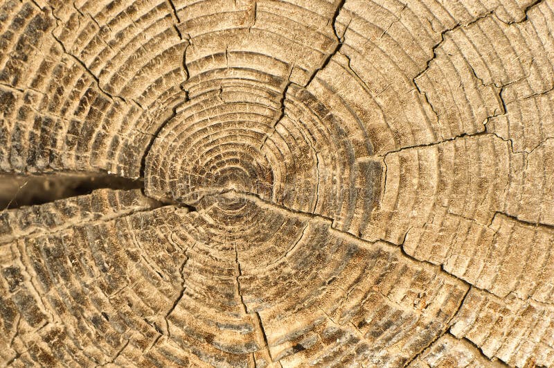 Slice of old logs stock image. Image of nature, wooden - 61521101
