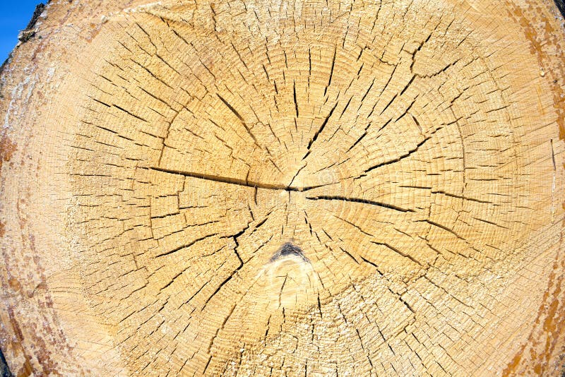 Slice of Round Pine Log with Annual Rings Close Up Stock Photo - Image ...
