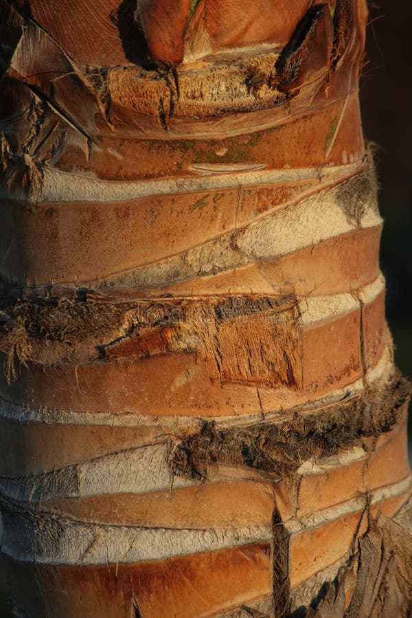 Slice stem Palms texture stock photo. Image of close - 72785616